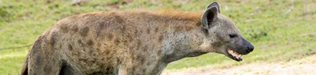 Hyäne: Infos, Lebensraum, Wissenswertes