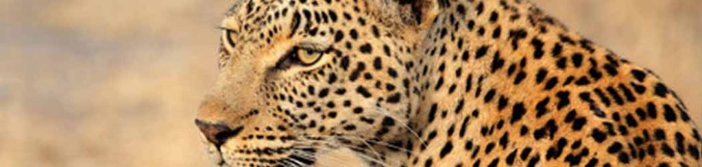 Leopard: Infos, Lebensraum, Wissenswertes